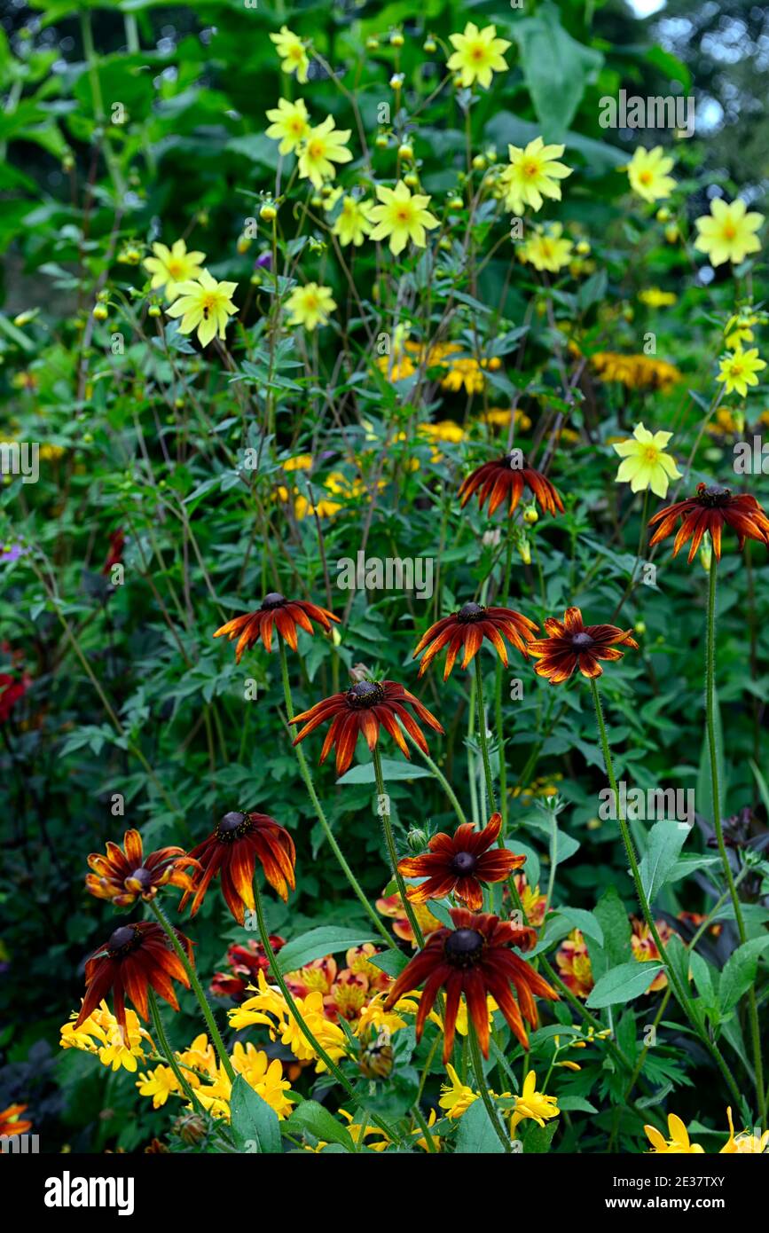 Rudbeckia hirta Cappuccino,rudbeckias,warm mahogany,rust coloured ...