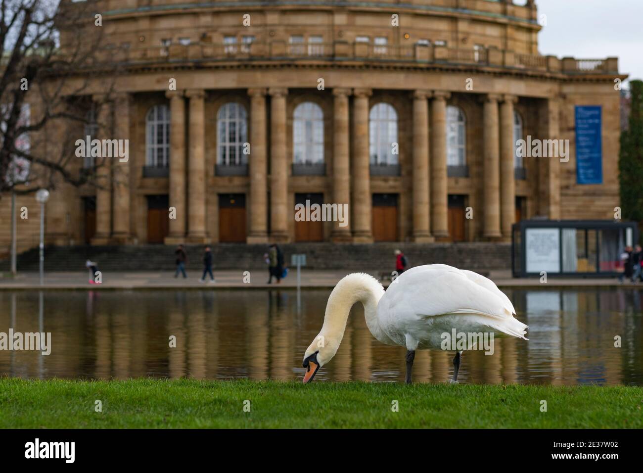 White swan in Stuttgart, New Castle (Neues Schloss) on the background ...