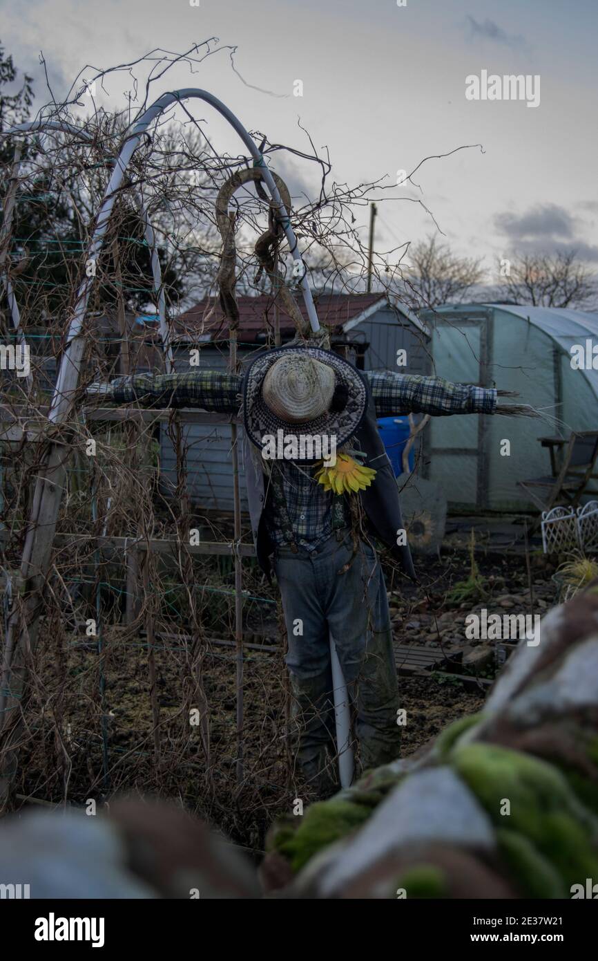 Sunflower scarecrow hi-res stock photography and images - Alamy