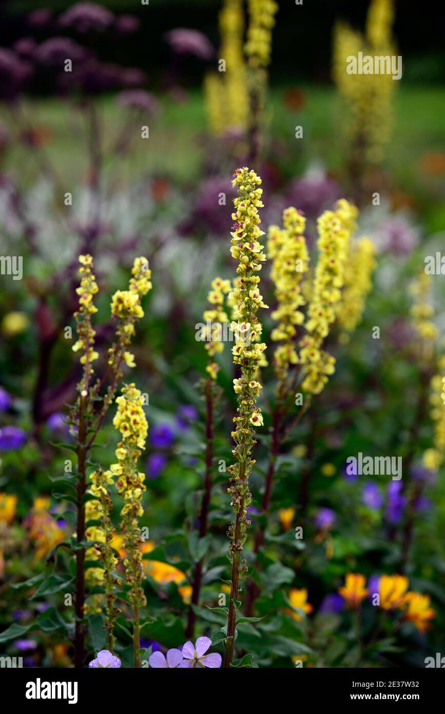 Verbascums border hi-res stock photography and images - Alamy
