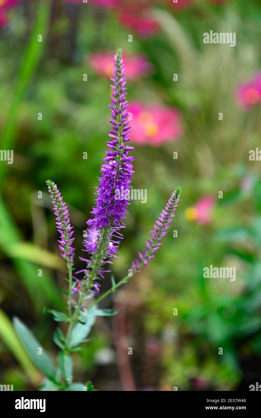 Veronica longifolia pacific ocean hi-res stock photography and images ...
