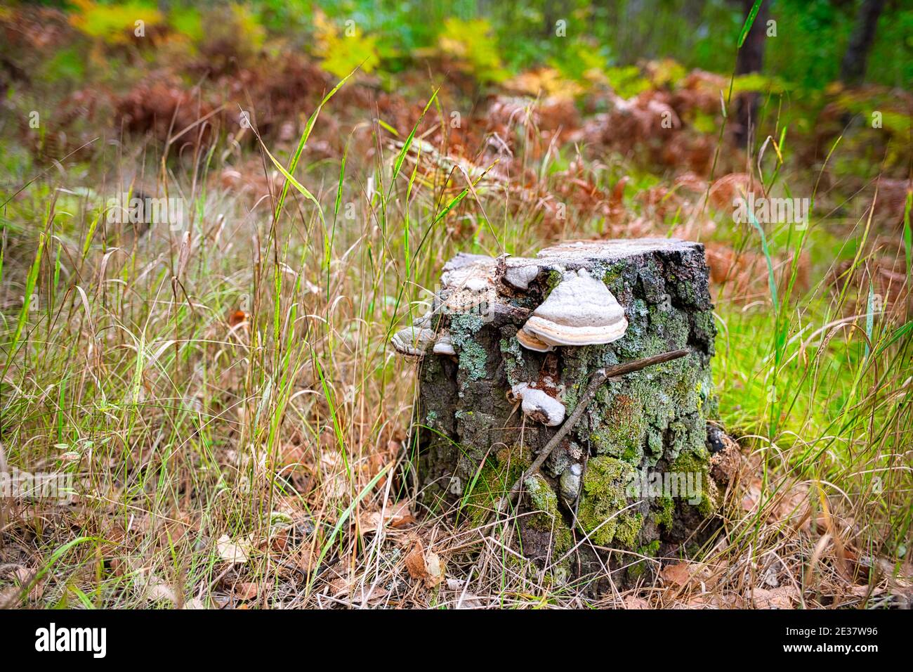 Old growth forest and fungus hi-res stock photography and images - Alamy