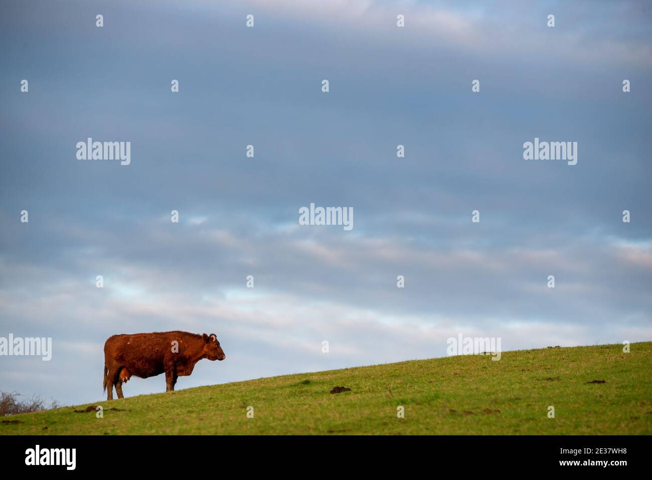 Brighton, January 15th 2021: The Sussex countryside at Saddlescombe ...