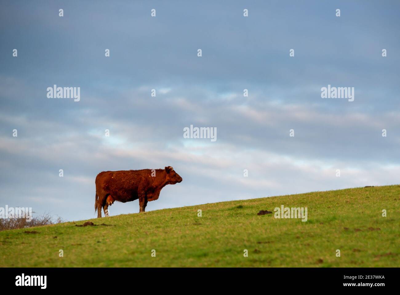 Brighton, January 15th 2021: The Sussex countryside at Saddlescombe ...