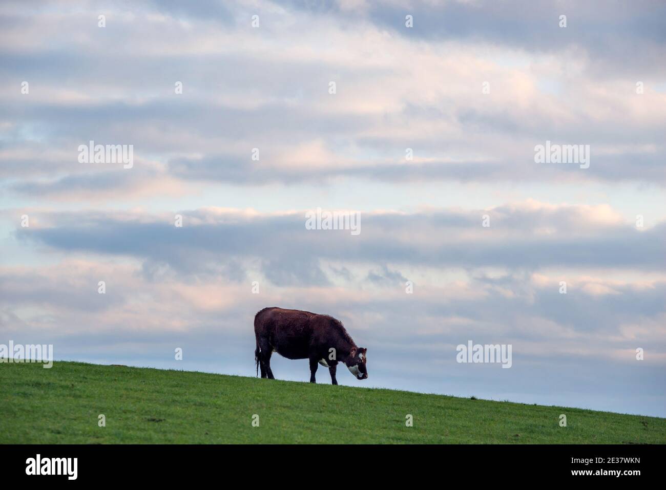 Brighton, January 15th 2021: The Sussex countryside at Saddlescombe ...