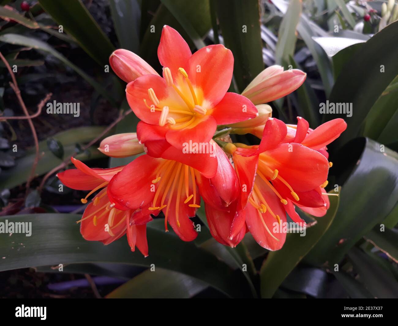 A closeup shot of beautiful bush lily flowers in a flowerpot Stock ...