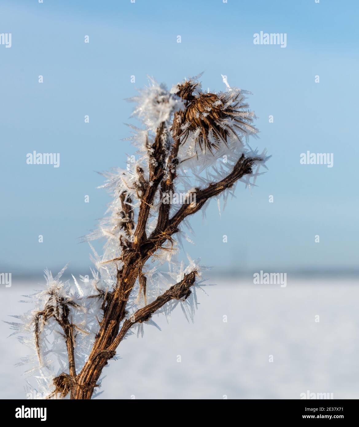 Long crystals hi-res stock photography and images - Alamy