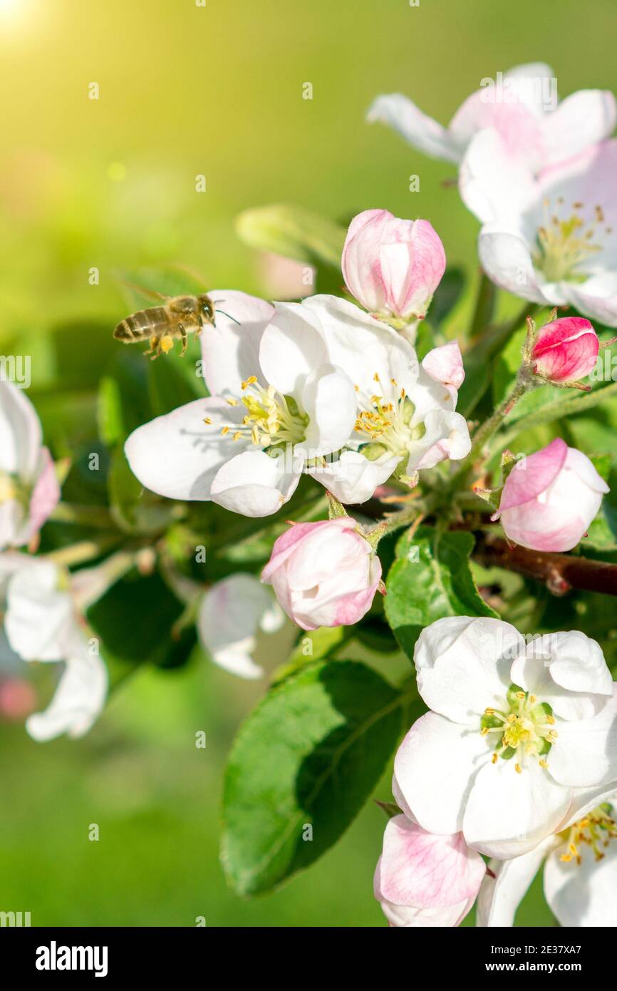 Beautiful blooming apple trees in spring park close up. Apple trees ...