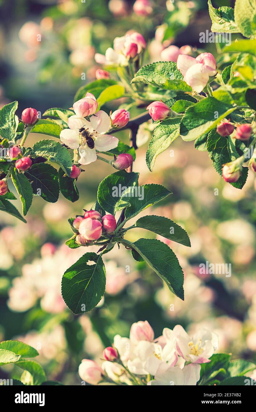 Beautiful blooming apple trees in spring park close up. Apple trees ...