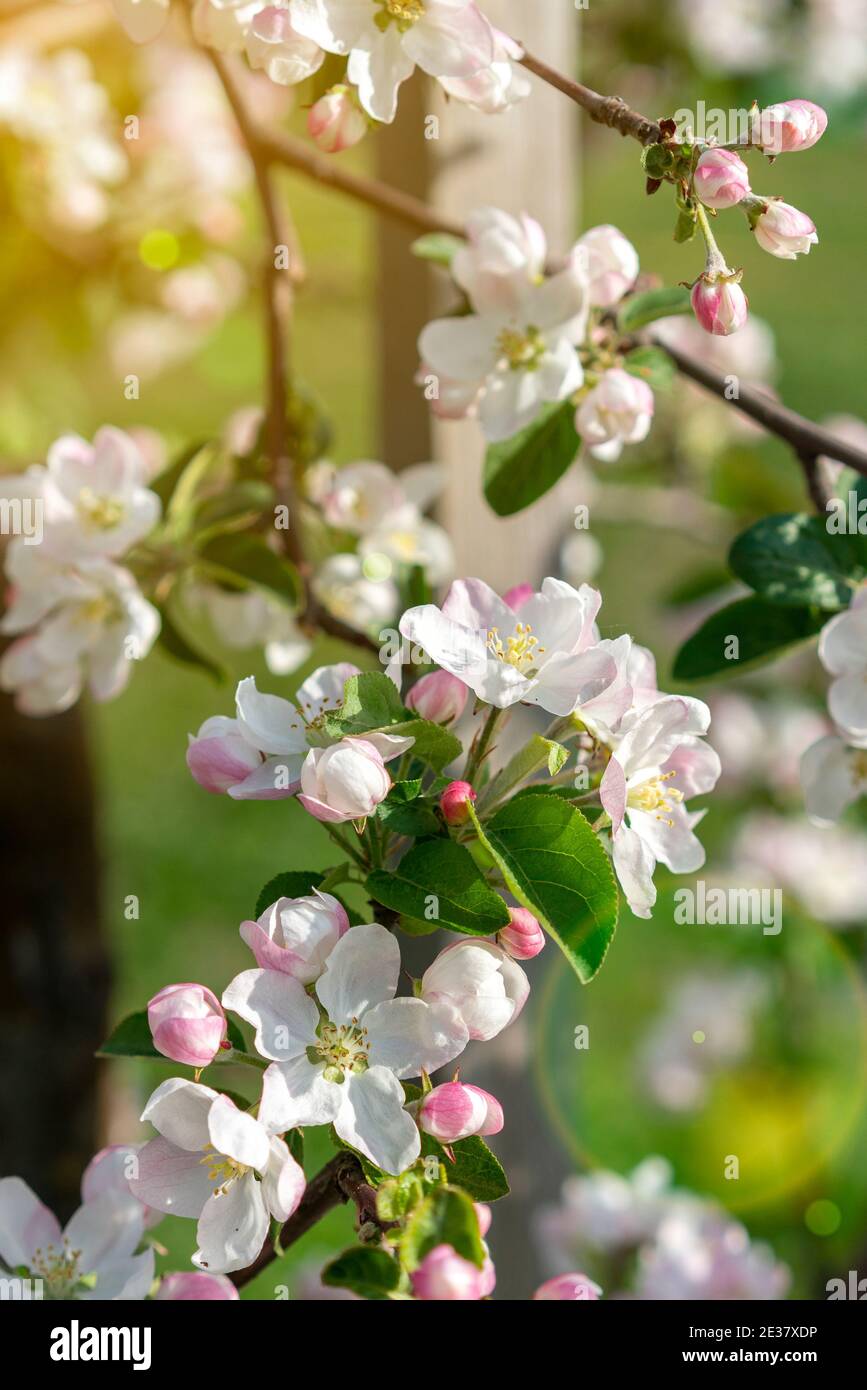 Beautiful blooming apple trees in spring park close up. Apple trees ...