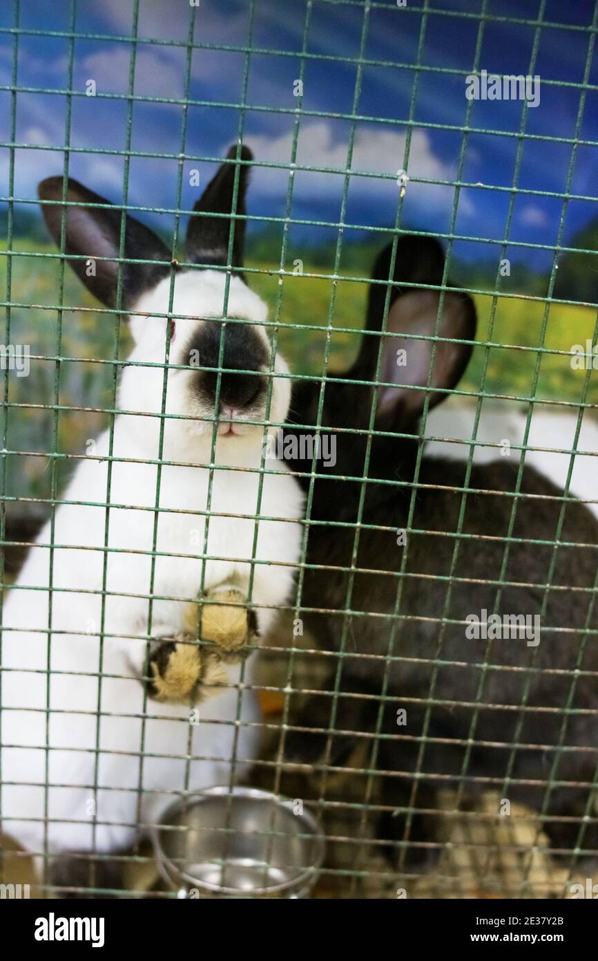 Rabbit in birdcage hi-res stock photography and images - Alamy
