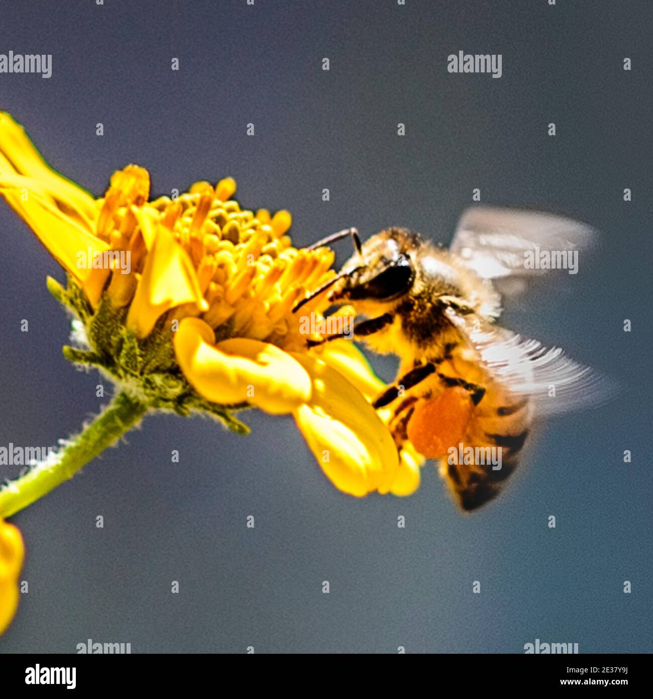Polinating hi-res stock photography and images - Alamy