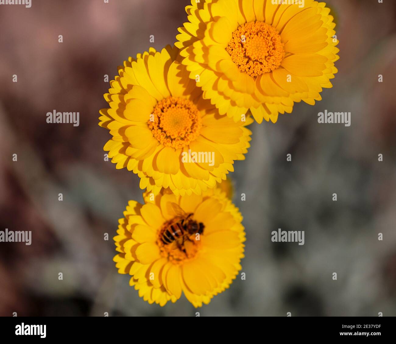 Plant marigold desert hi-res stock photography and images - Alamy