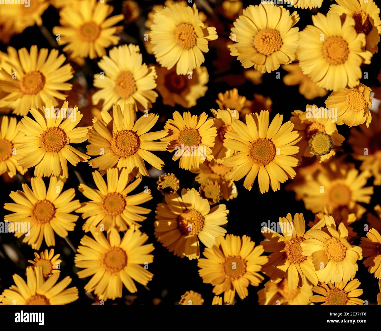 Las Vegas, NV, USA - March 19, 2016: Crop of blooms - Desert Marigold ...