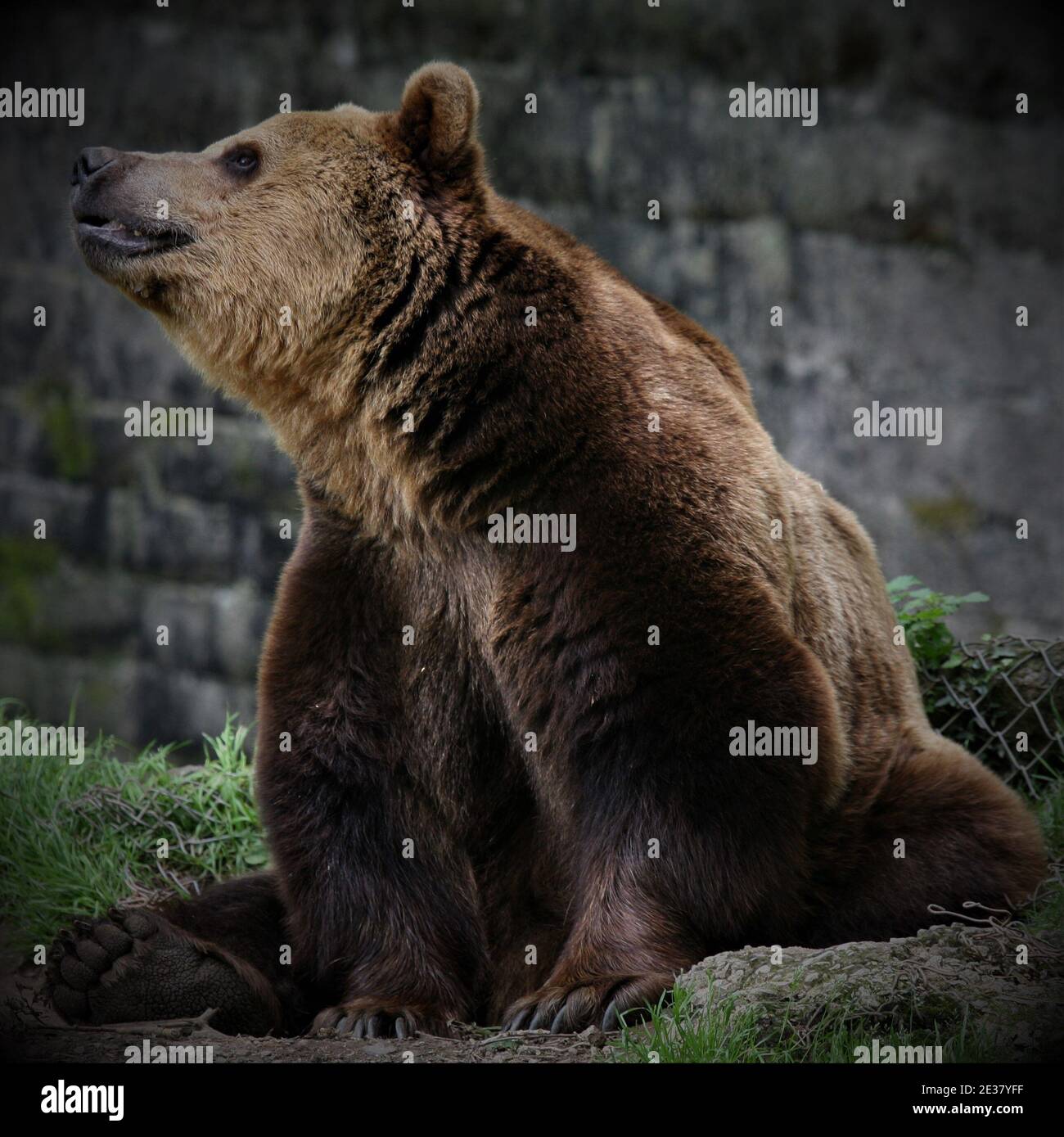 Sitting bear hi-res stock photography and images - Alamy