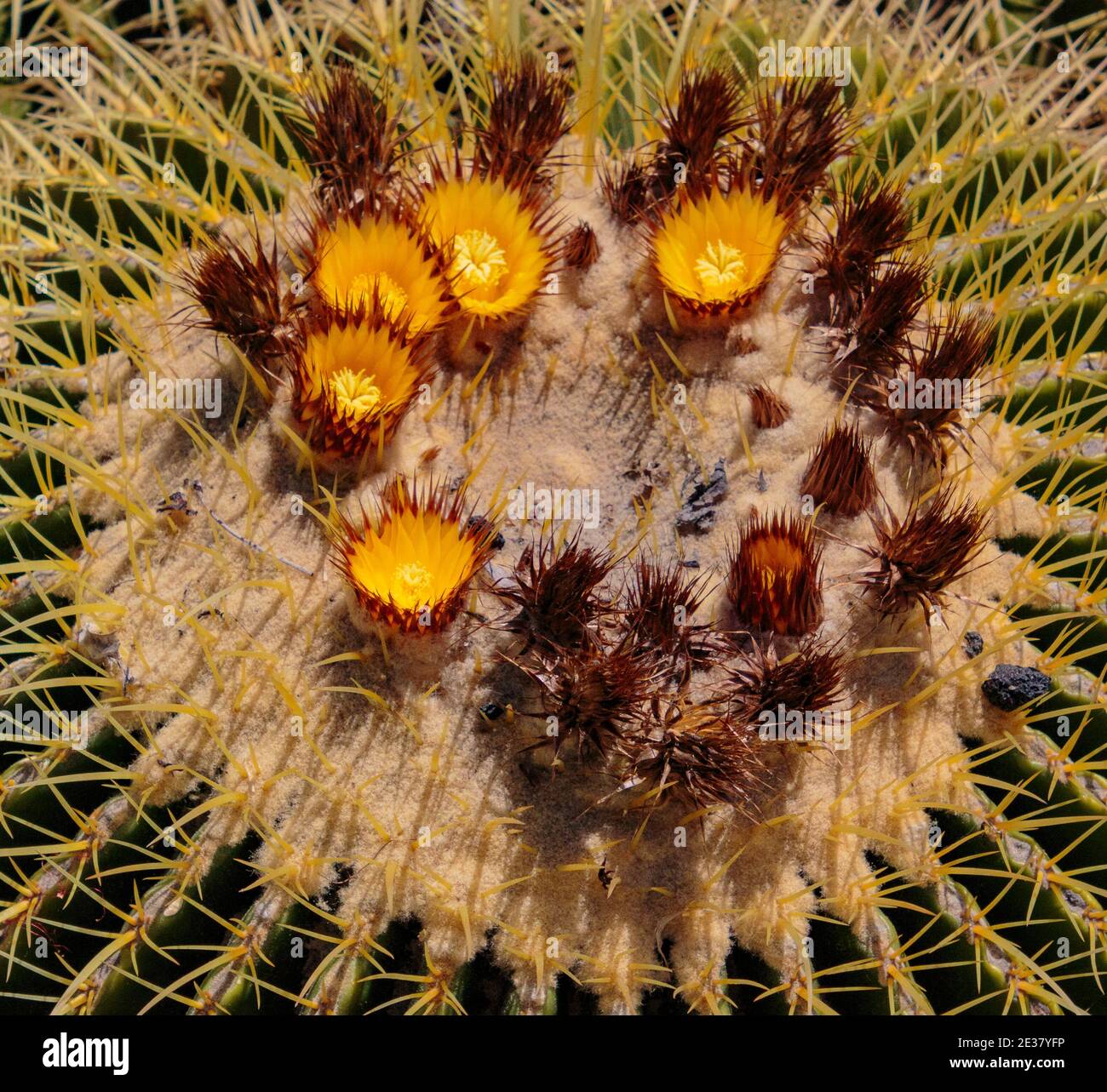 Arcadia, California, USA; April 24, 2019. Colorful spring blooms and ...