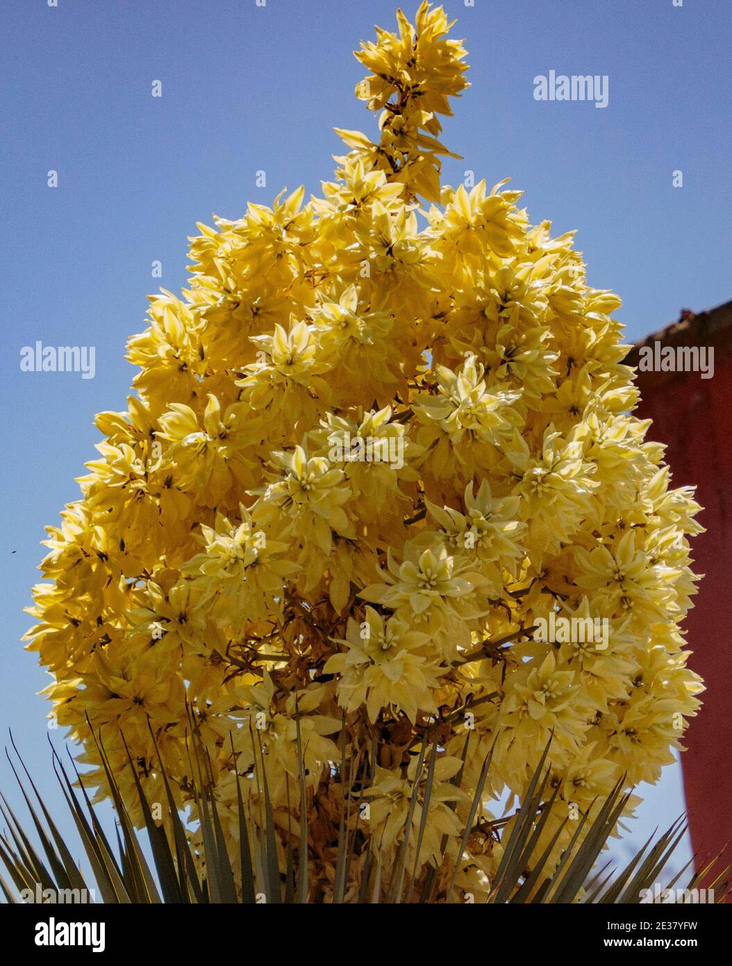 Arcadia, California, USA; April 24, 2019. Colorful spring blooms and ...