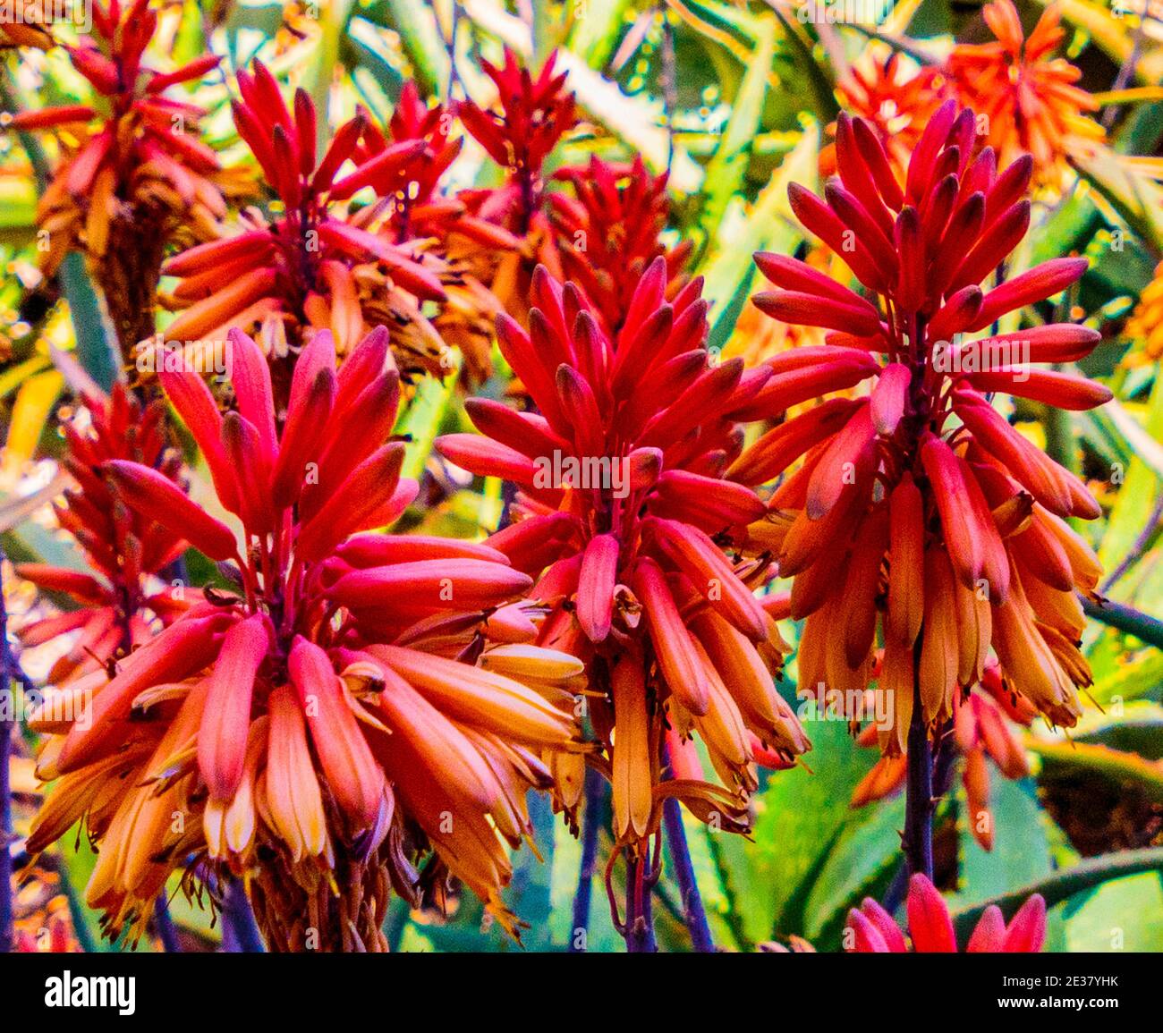 Arcadia, California, USA; April 24, 2019. Colorful spring blooms and ...