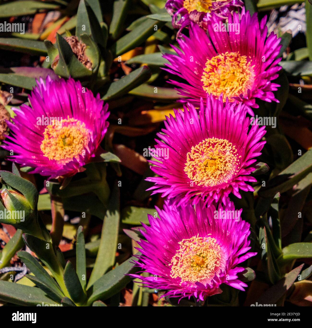 Arcadia, California, USA; April 24, 2019. Colorful spring blooms and ...