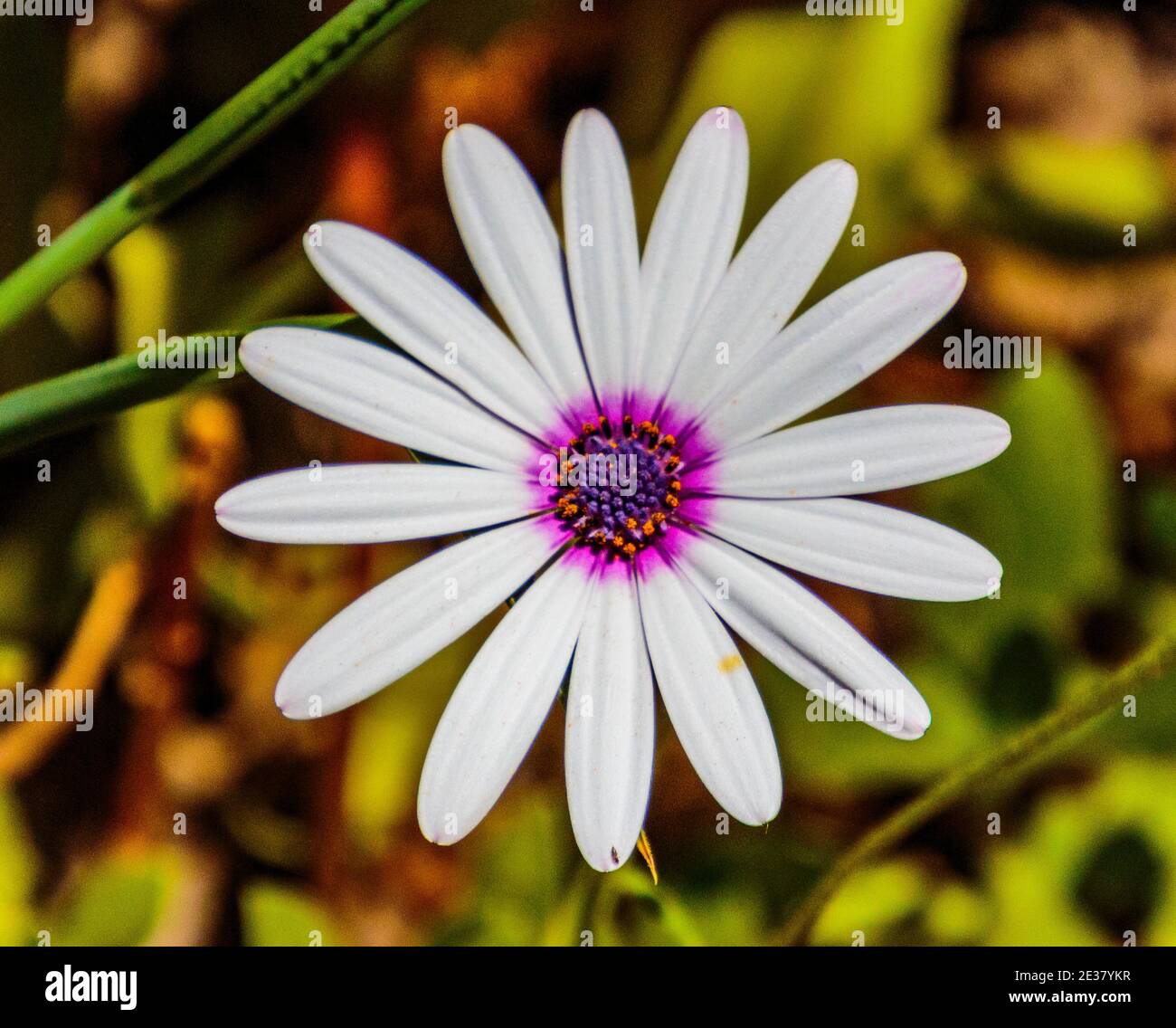 Arcadia, California, USA; April 24, 2019. Colorful spring blooms and ...