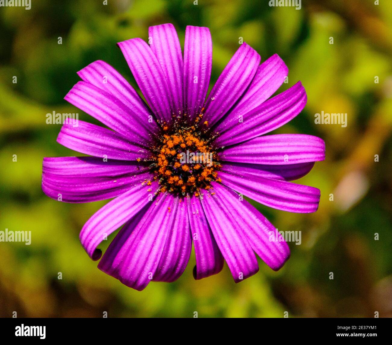 Arcadia, California, USA; April 24, 2019. Colorful spring blooms and ...