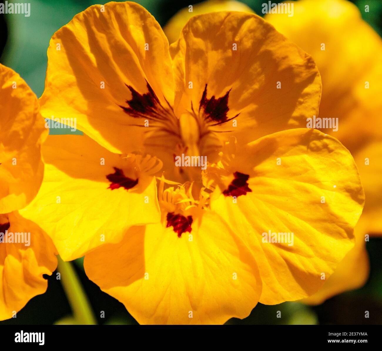 Arcadia, California, USA; April 24, 2019. Colorful spring blooms and ...