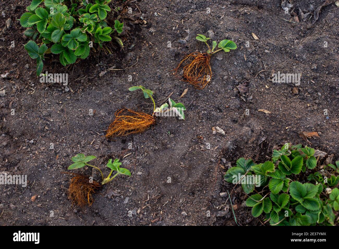 Strawberry plant roots hi-res stock photography and images - Alamy