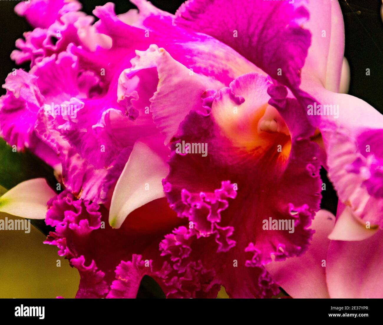 Arcadia, California, USA; April 24, 2019. Colorful spring blooms and ...