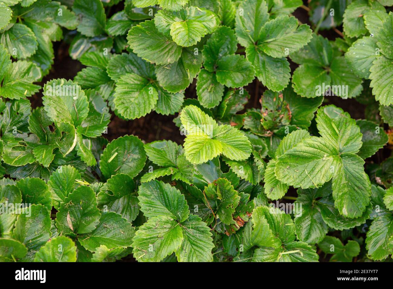 Strawberry garden with green leaves top view Stock Photo - Alamy