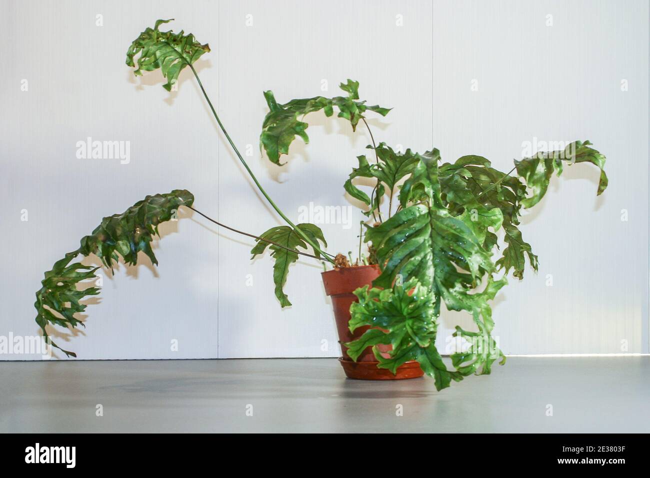 Phlebosia Nicolas Diamond fern Stock Photo - Alamy