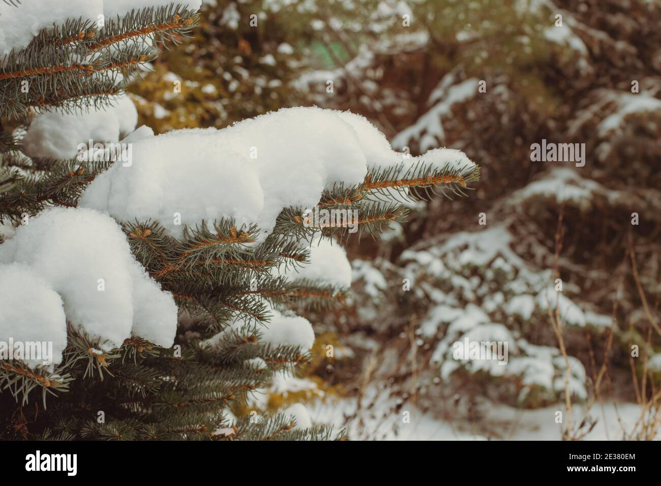 Winter garden. Snow on conifers. January in the Polish garden Stock ...