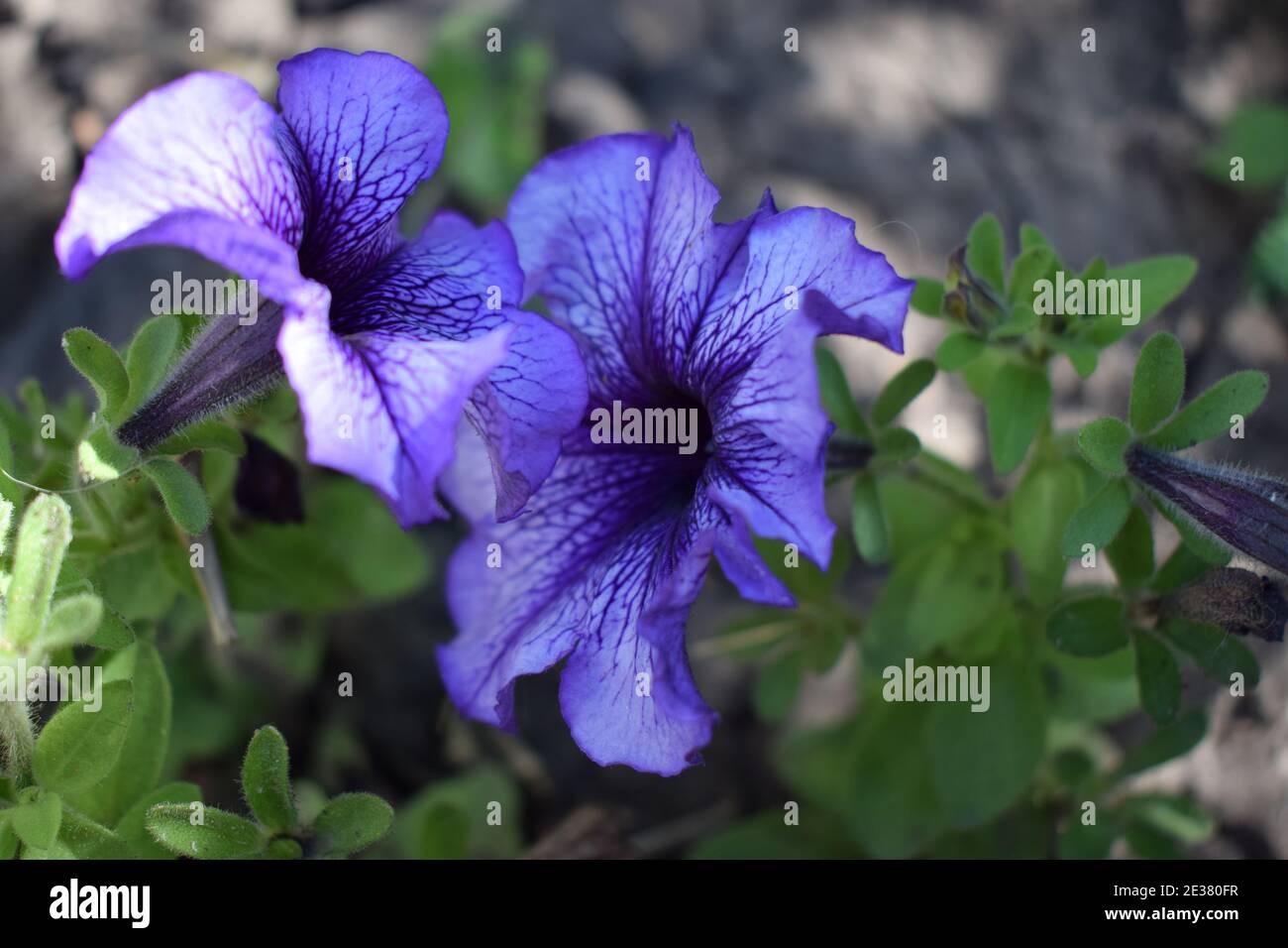 Petunia large-flowered Limbo Blue Veined. Flower of a petunia one-year ...