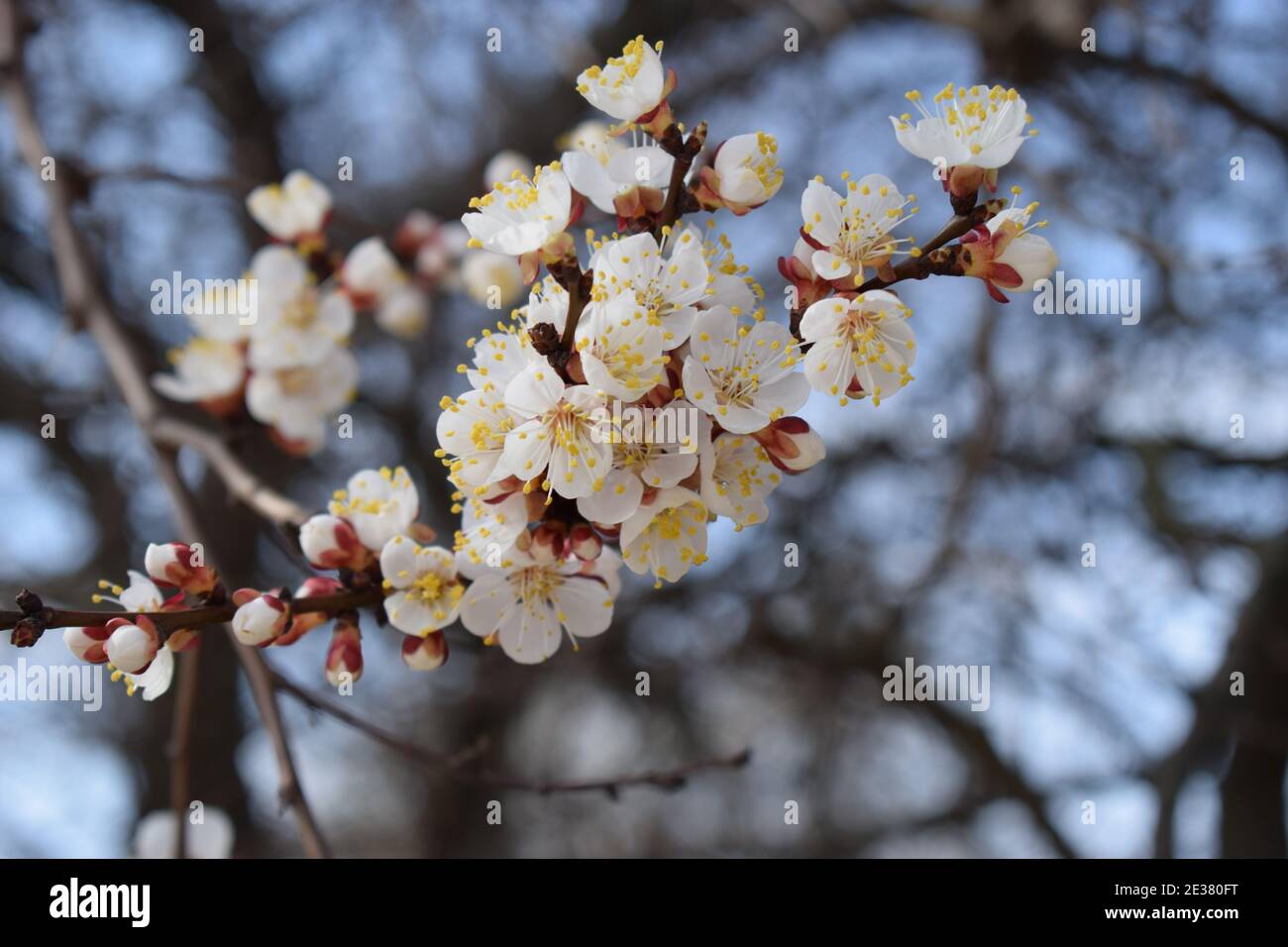 Beautiful closeup spring blossoming tree. Cherry blossom in spring with ...