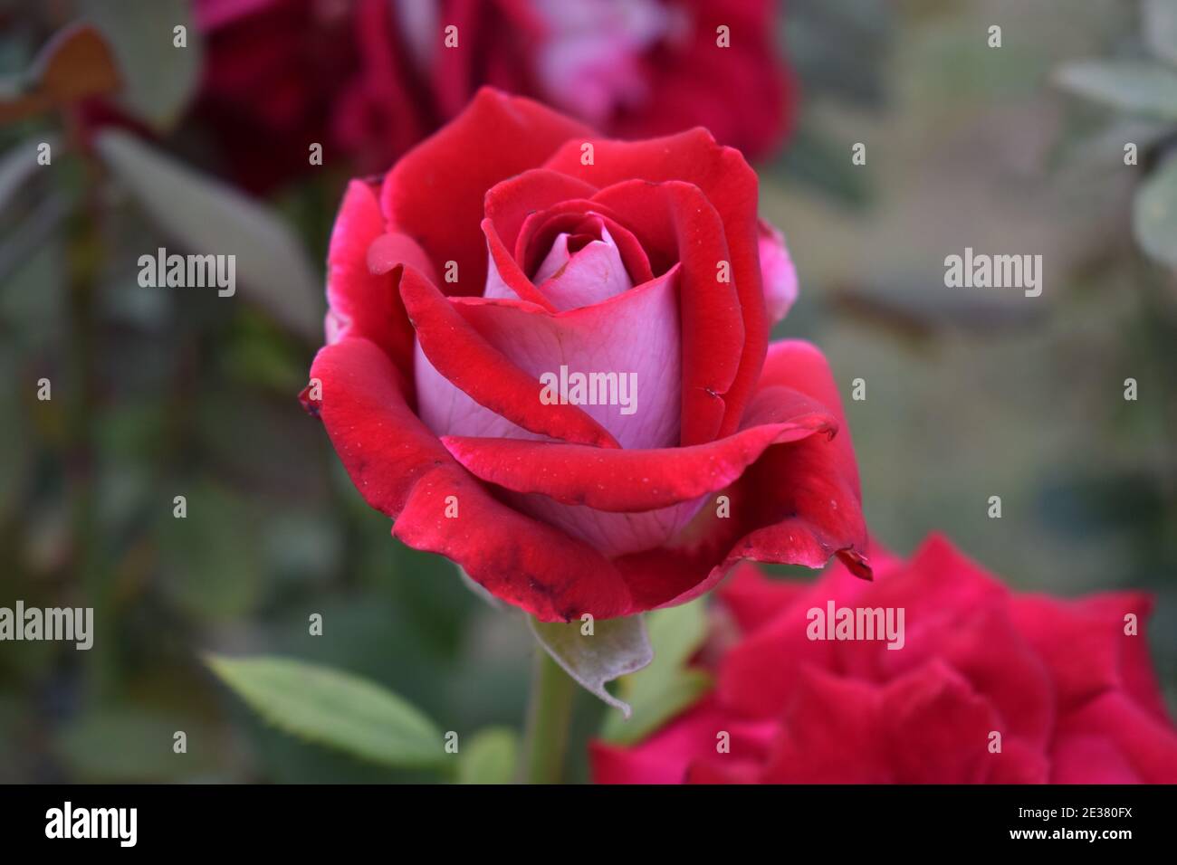 Big red rose close up. Deep Red color. Big beautiful red rose flower ...