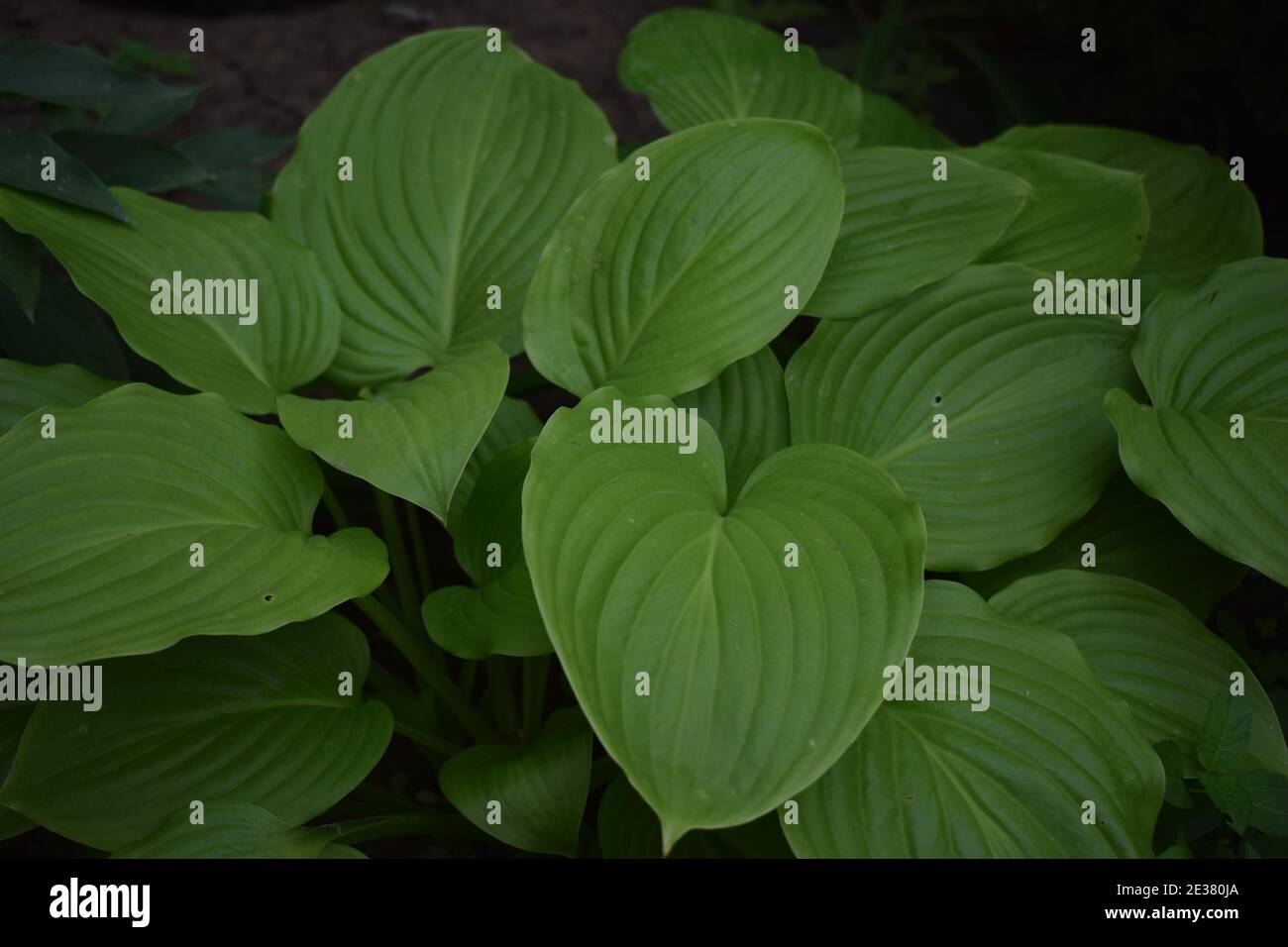 The green leaves of Hosta in summer. Green life concept. Decorative ...