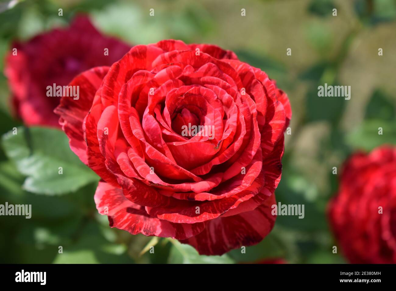 Red marble rose-spray with a marble coloring of dark red strokes (angle ...