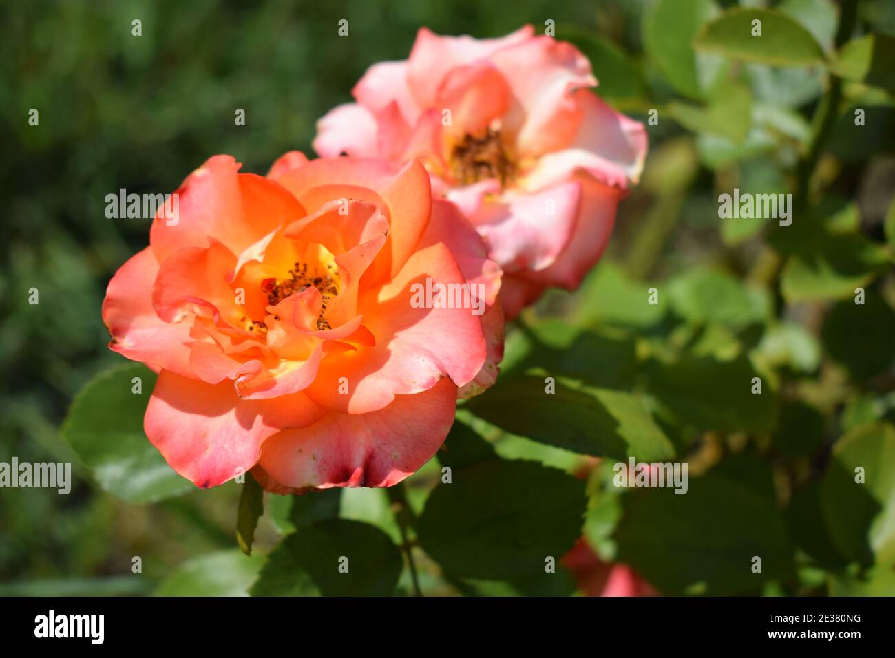 Beautiful rose and orange roses in garden. Blooming roses. Orange roses ...