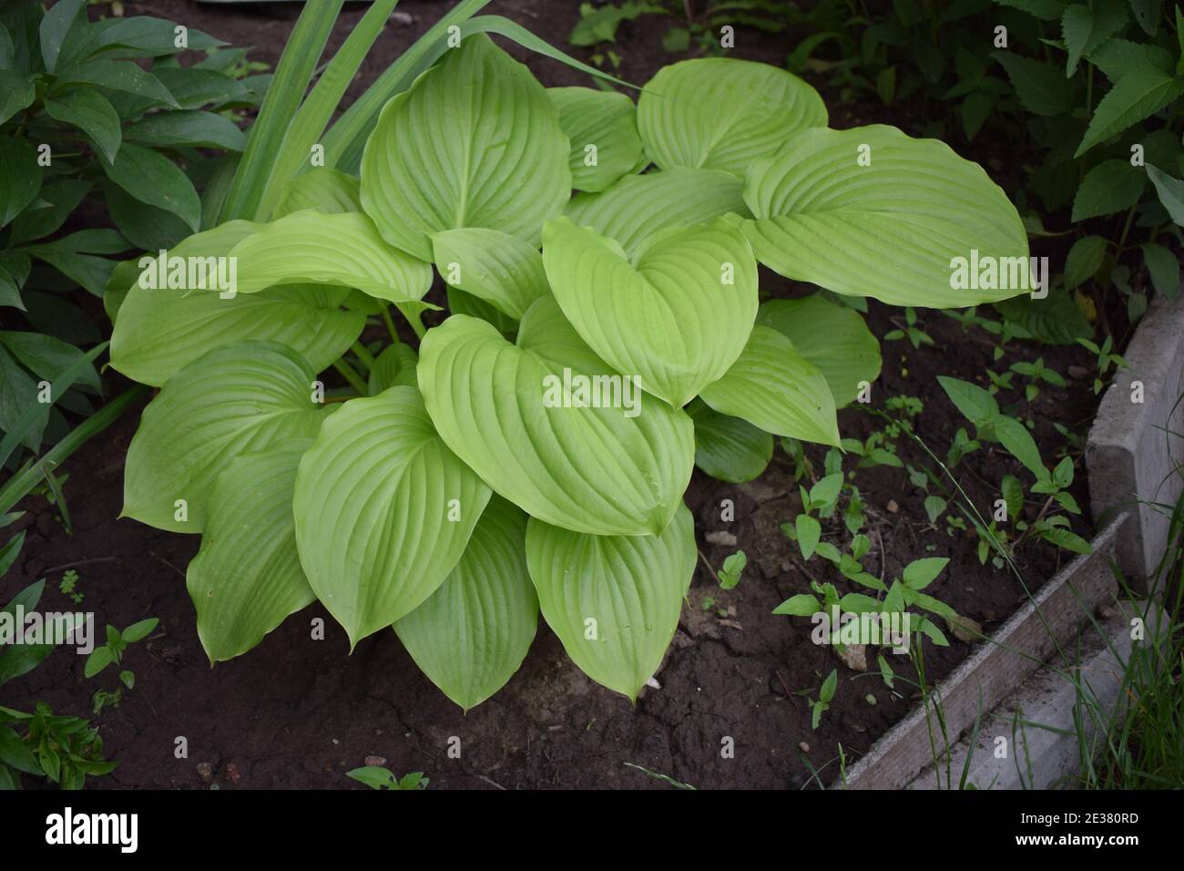 Hosta (lat. Hosta) in garden. Hosta - genus of perennial herbaceous ...