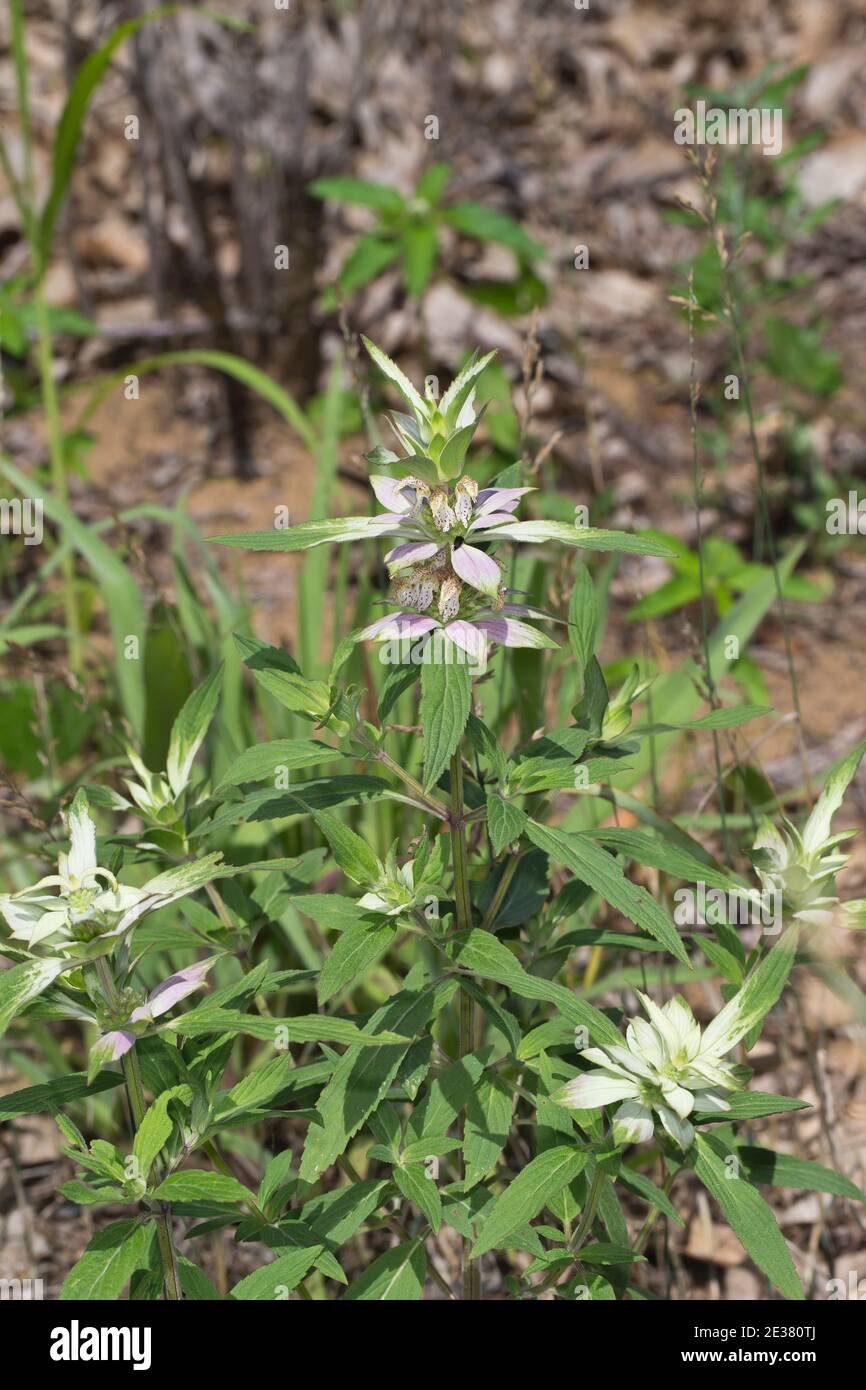 Monarda Punctata High Resolution Stock Photography and Images - Alamy