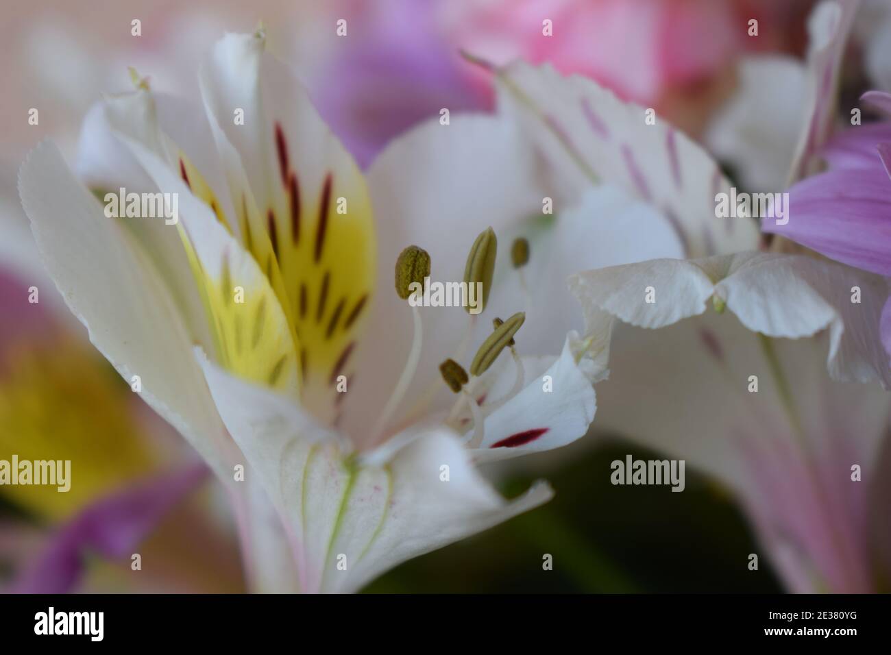 Blooming White Peruvian Lily, Alstroemeria Flowers. Heart of Peruvian ...