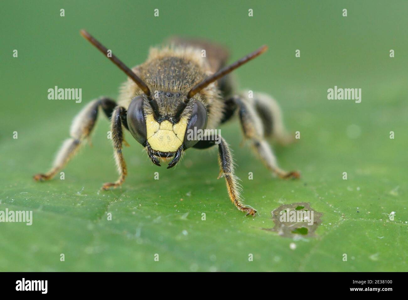 The male of the Yellow Loosestrife Bee with it's yellow face Stock ...