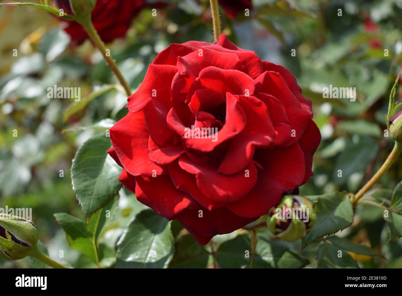 Big red rose close up. Deep Red color. Big beautiful red rose flower ...