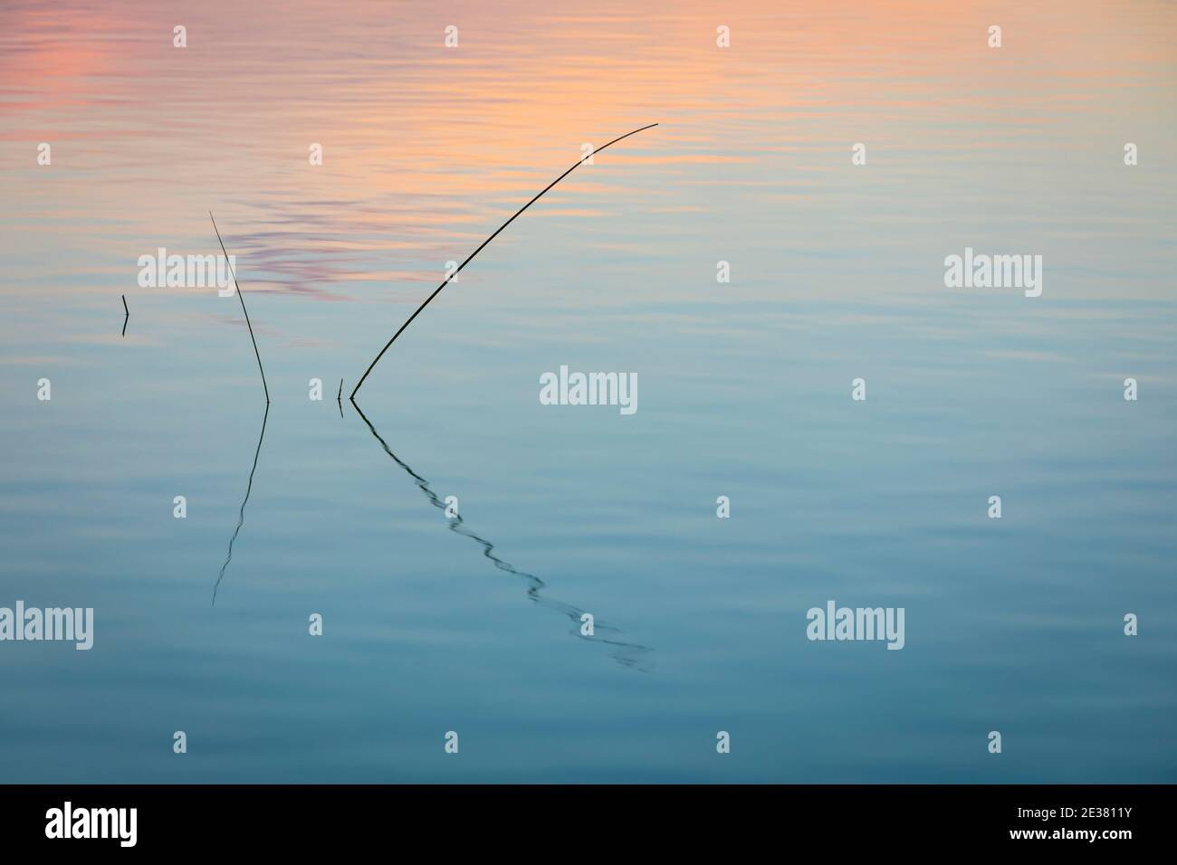 Reed reflection on a lake Stock Photo - Alamy