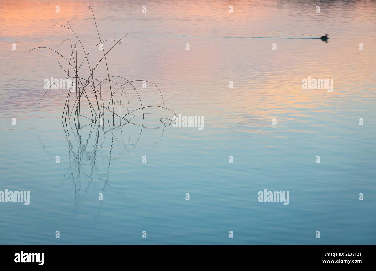Duck Line Art High Resolution Stock Photography and Images - Alamy