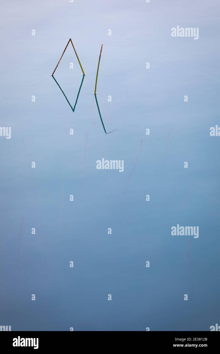 Reed reflection on a lake Stock Photo - Alamy