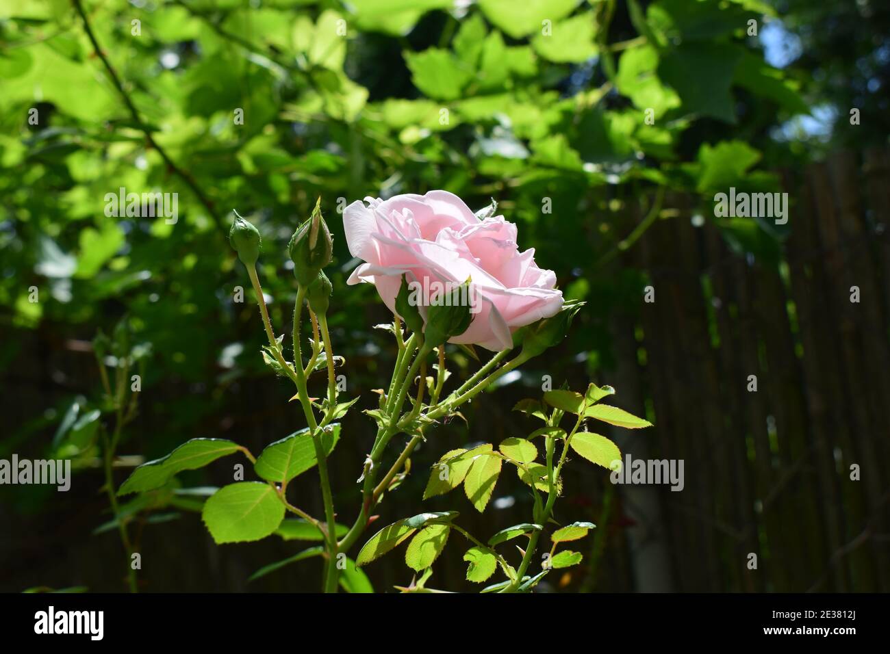 Pink rose flower with buds on sun on green background. Rosarium, pink ...
