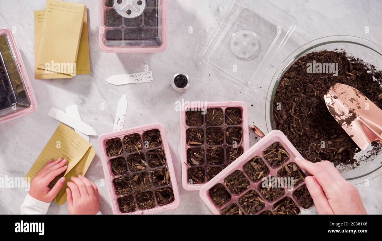 Flat lay. Little girl helping planting seeds in seed propagator with ...
