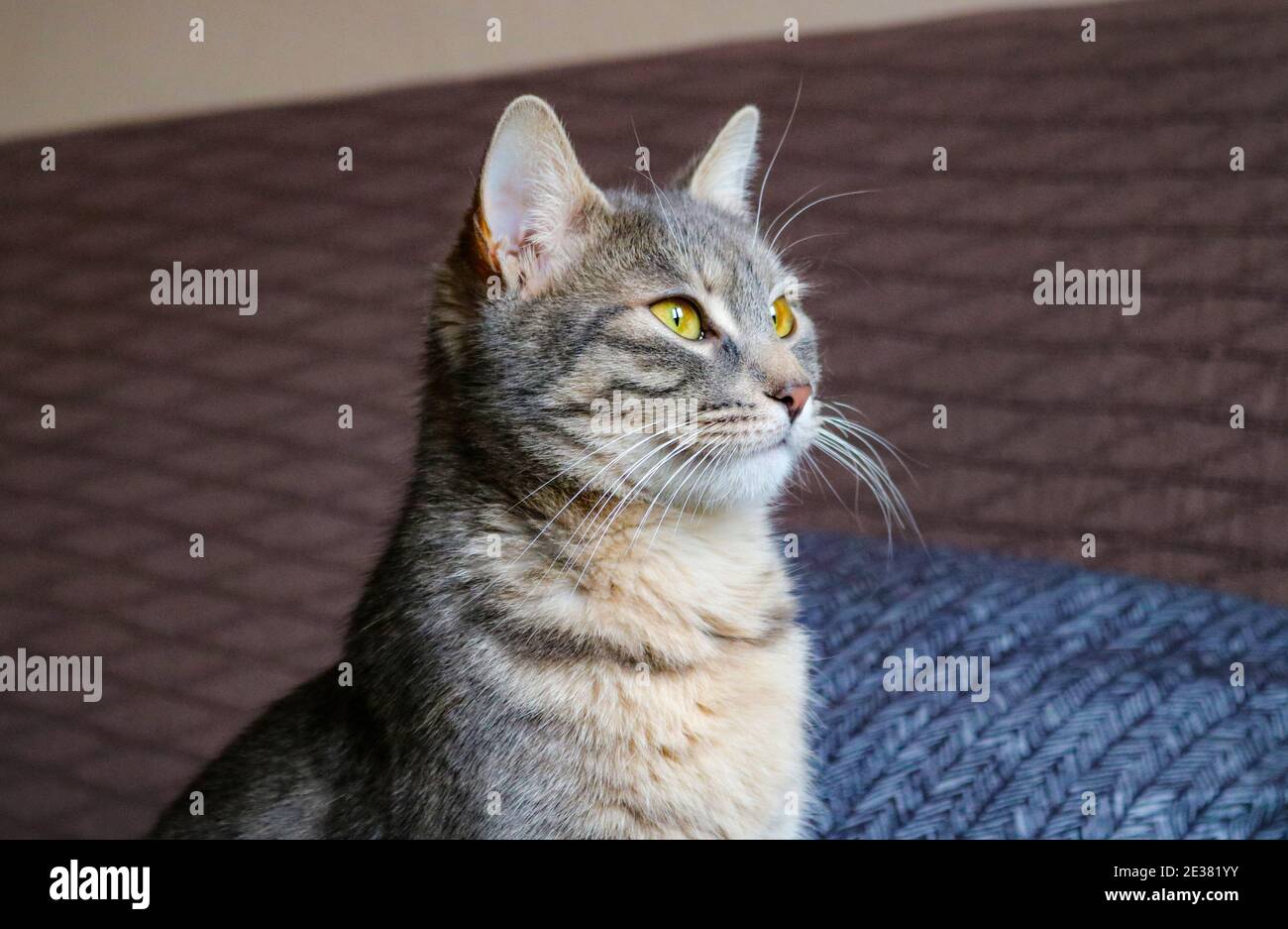 A portrait of a yellow eyed cat Stock Photo - Alamy