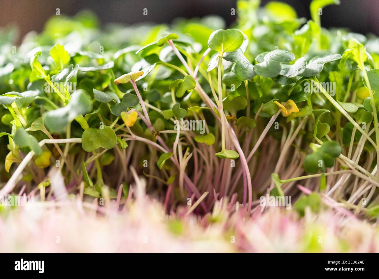 Harvesting radish microgreens from a large plastic tray Stock Photo - Alamy