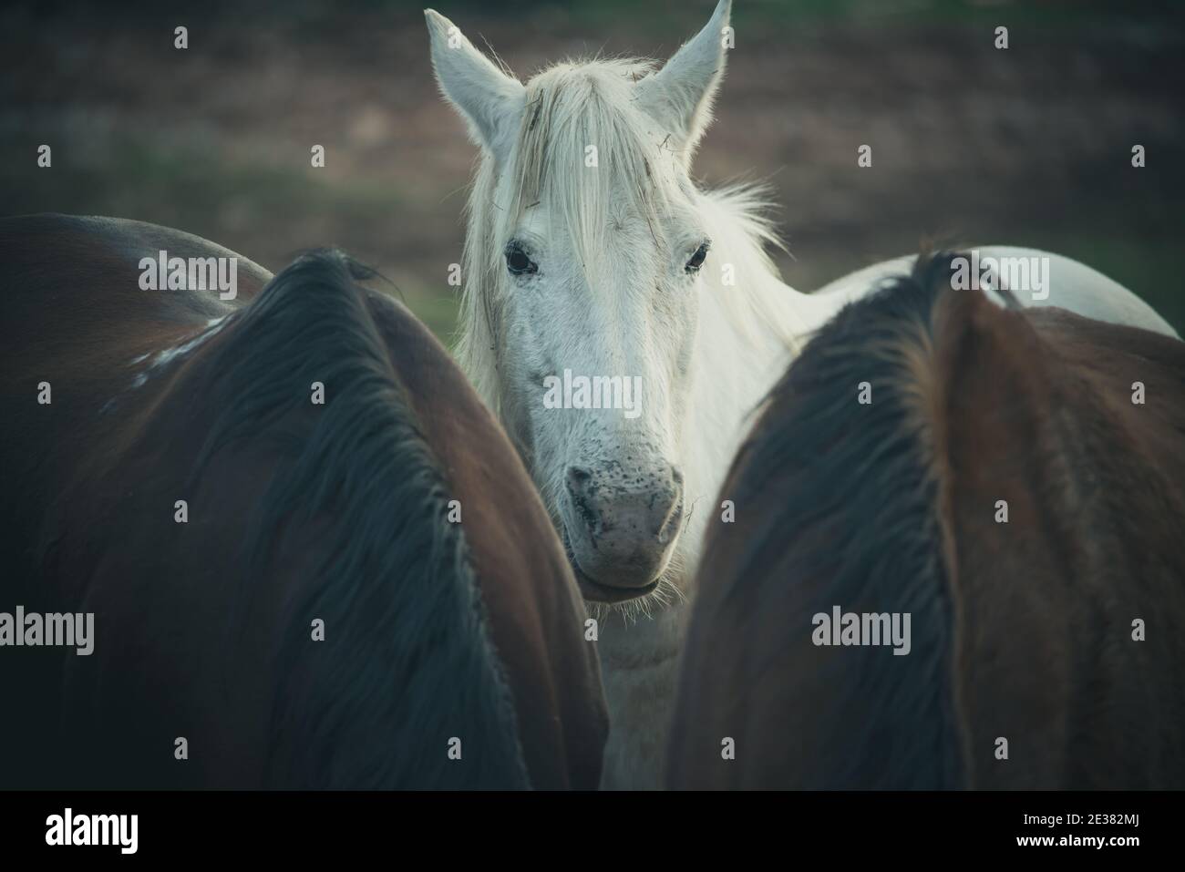white horse looking forward between two brown horses Stock Photo - Alamy